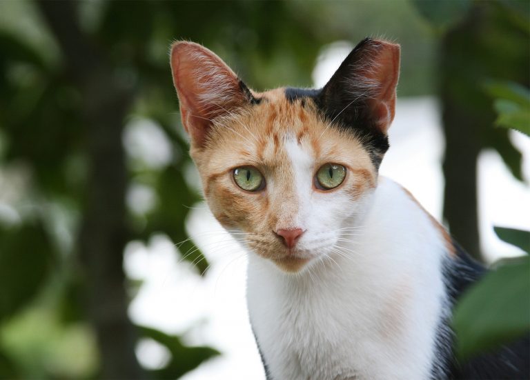 Fayette Regional Humane