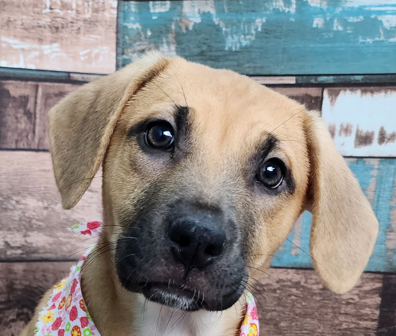 Fayette Regional Humane