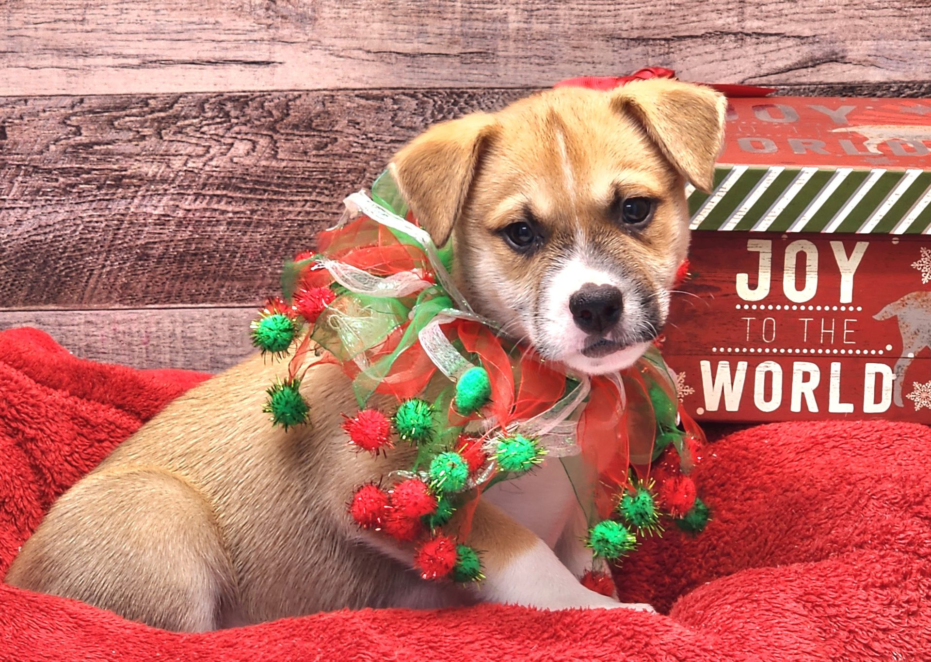 Fayette Regional Humane